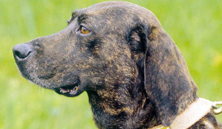 Plott Hound | Puppy Area