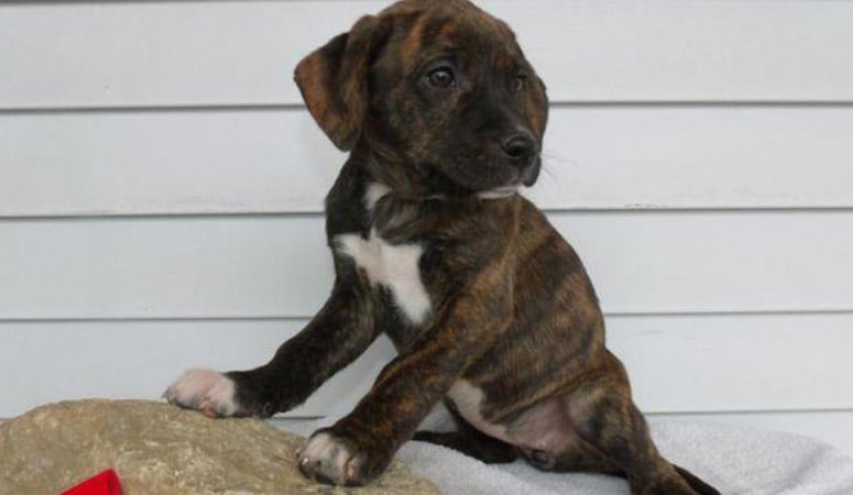 Plott Hound | Puppy Area
