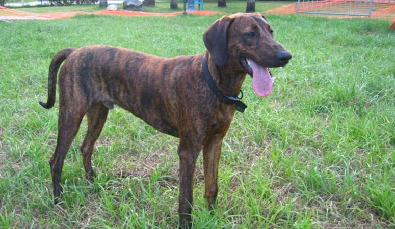 Plott Hound | Puppy Area