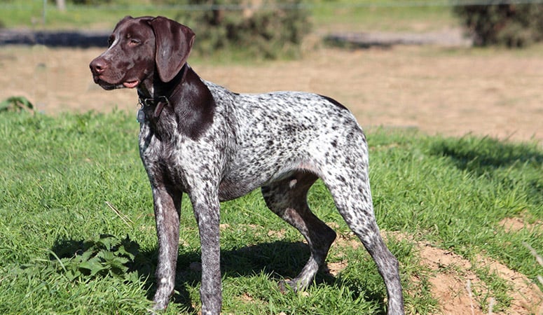 Pointer | Puppy Area