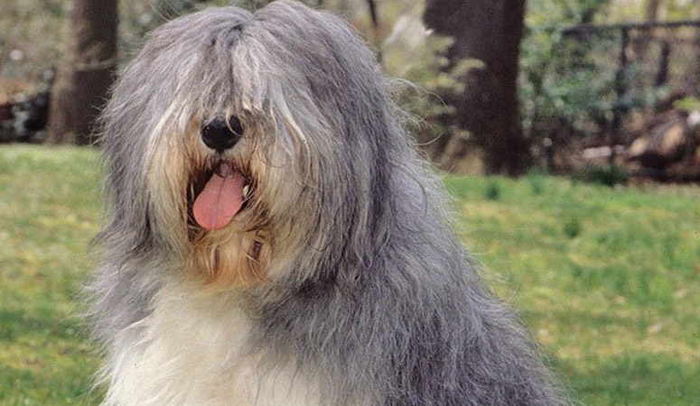 Polish Lowland Sheepdog | Puppy Area