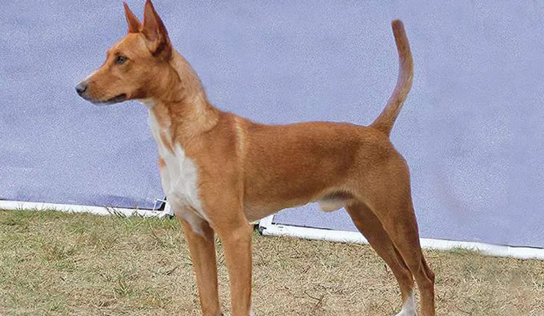 Portuguese Podengo Pequeno | Puppy Area