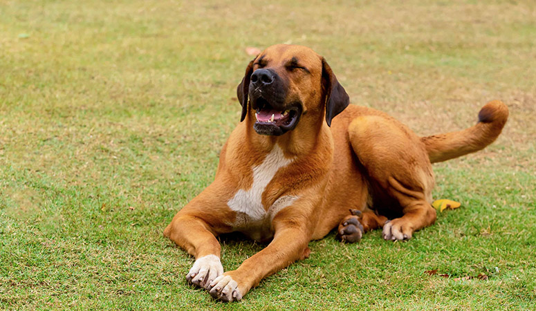 Rhodesian Ridgeback | Puppy Area