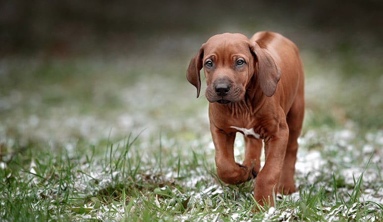 Rhodesian Ridgeback | Puppy Area