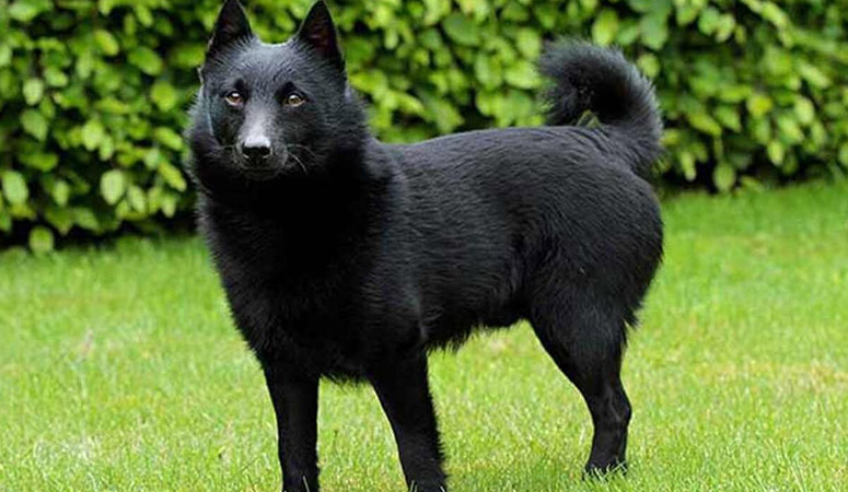 Schipperke | Puppy Area
