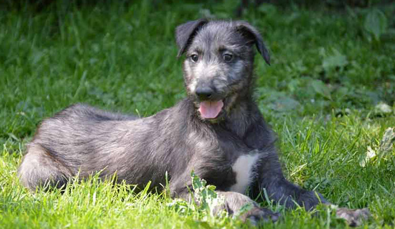 Scottish Deerhound | Puppy Area