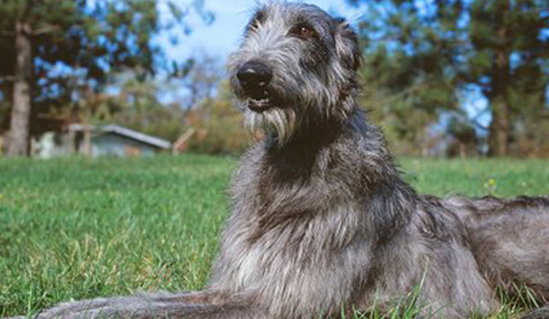 Scottish Deerhound | Puppy Area