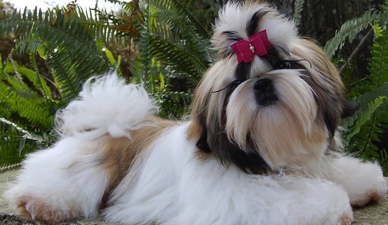 Shih Tzu - Puppy Area