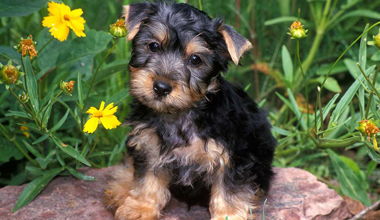 Silky Terrier | Puppy Area