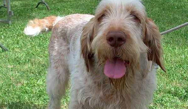 Spinone Italiano | Puppy Area