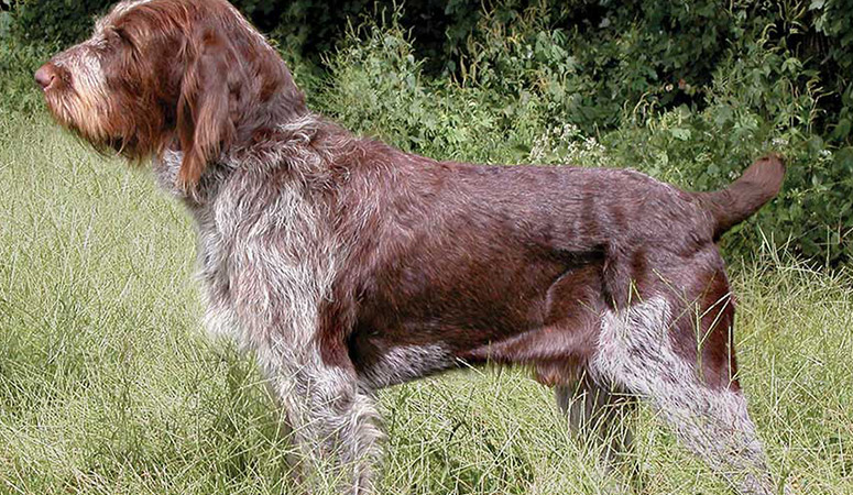 Spinone Italiano | Puppy Area