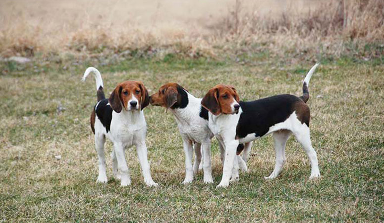 Treeing Walker Coonhound | Puppy Area