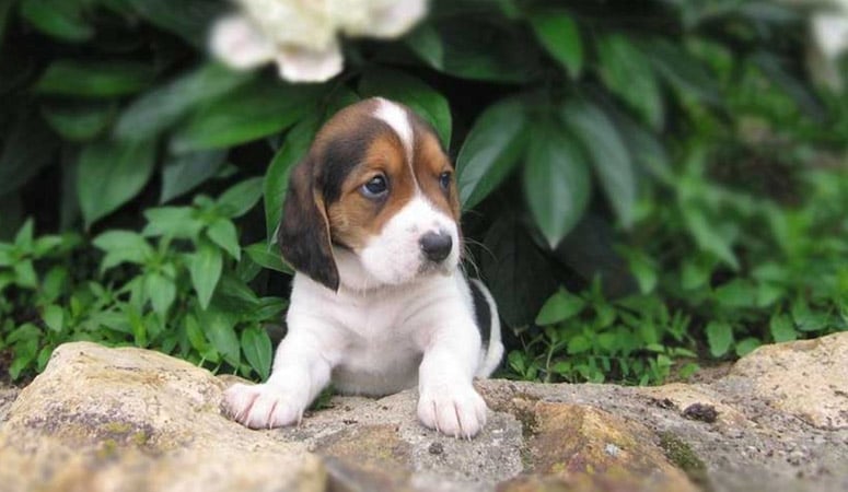 Treeing Walker Coonhound | Puppy Area