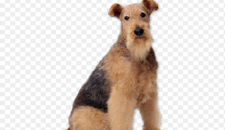 Welsh Terrier | Puppy Area