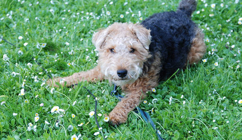 Welsh Terrier | Puppy Area