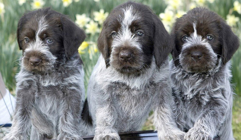 Wirehaired Pointing Griffon | Puppy Area