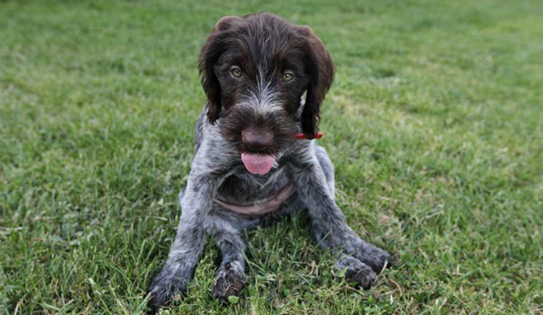 Wirehaired Pointing Griffon | Puppy Area