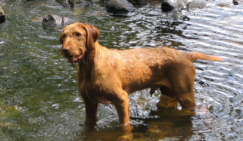 Wirehaired Vizsla | Puppy Area