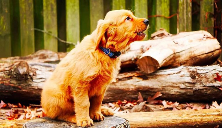 Dog Howling – Why and What You Can Do - Puppy Area