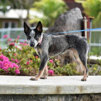 Maverick | Puppy Area