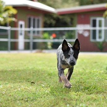 Maverick | Puppy Area