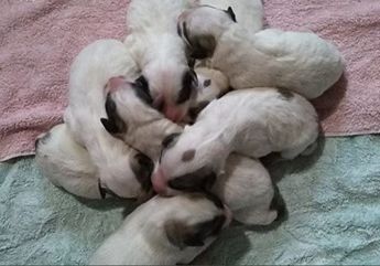 Female Puppy - Puppy Area