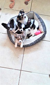 New Litter!! - Puppy Area