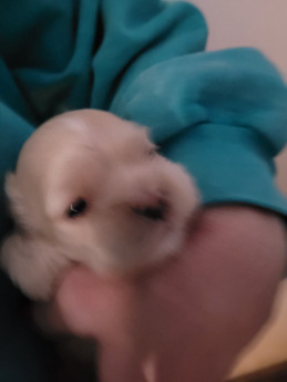 Buff Male | Puppy Area