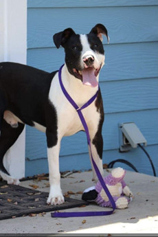 Gilbert | Puppy Area