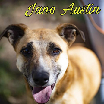 Jane Austin | Puppy Area