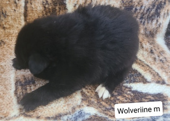 Wolverine | Puppy Area