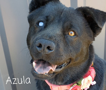 Azula | Puppy Area