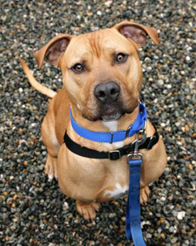 Humphrey | Puppy Area