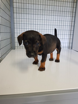 Verdell | Puppy Area