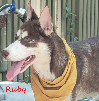Ruby | Puppy Area