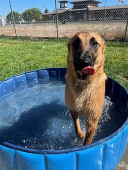 Georgia-MantecaAnimalShelter-A031577 - Puppy Area