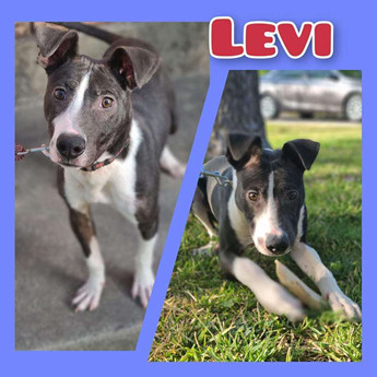 Levi | Puppy Area