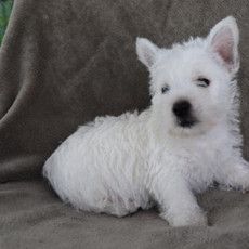 Wiggles | Puppy Area