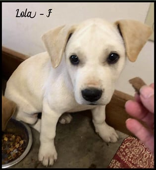 Blossom - Puppy Area