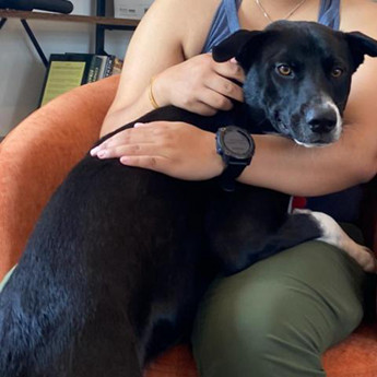 Charlie - Puppy Area