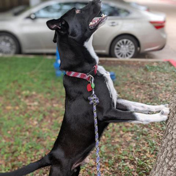 Charlie - Puppy Area