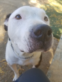 Diamond II JDHF – Foster or Adopt Me! - Puppy Area