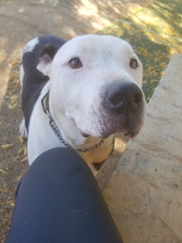 Diamond II JDHF – Foster or Adopt Me! - Puppy Area