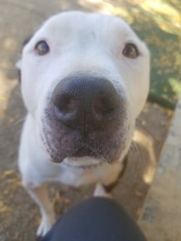 Diamond II JDHF – Foster or Adopt Me! - Puppy Area