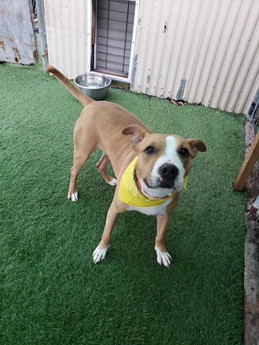 Delanie - Puppy Area