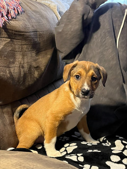 Anna *AVAILABLE MID-LATE JANUARY* - Puppy Area