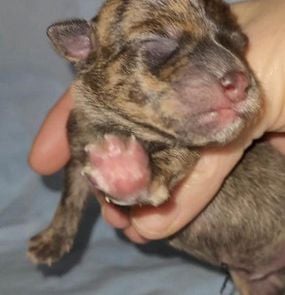 Brindle Pup Four - Puppy Area