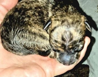 Brindle Pup Four - Puppy Area