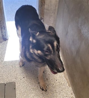 CHARLIE - Puppy Area