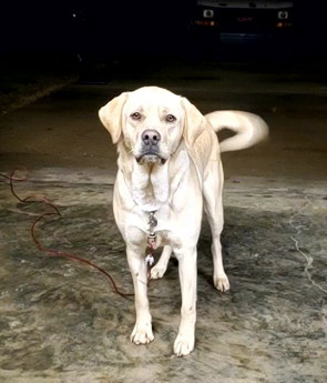 Dodson / Oliver - Puppy Area